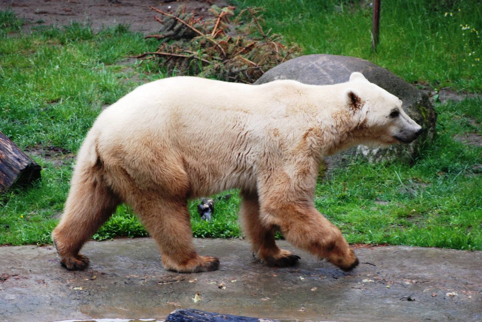 6. Pizzly Bear (Polar Bear + Grizzly Bear) - Top Trendly